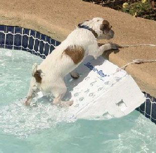 Critter Friendly Pools - Swimming Pool Blog